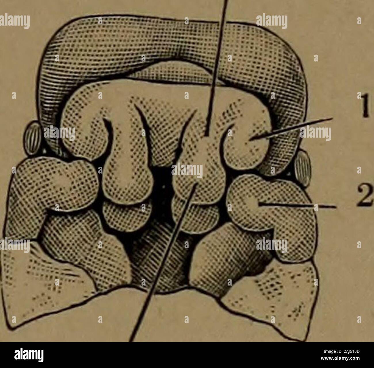 A text-book of dental histology and embryology, including laboratory ...