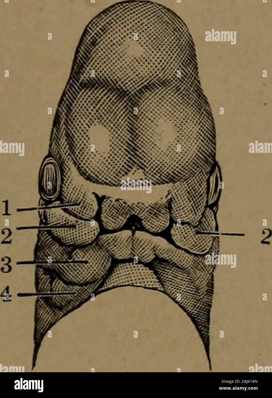 A text-book of dental histology and embryology, including laboratory ...
