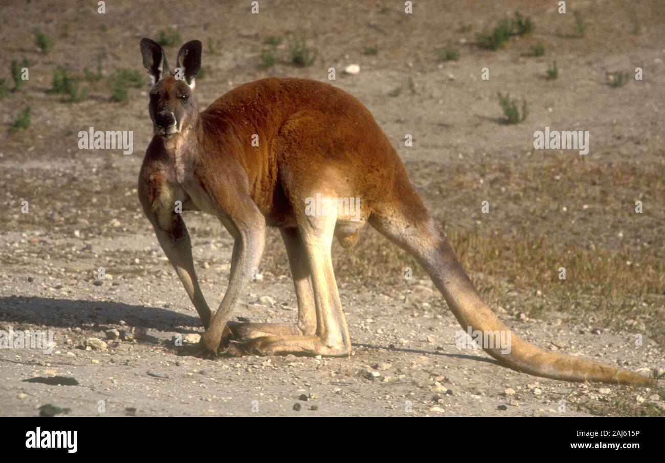Red kangaroo australia outback hi-res stock photography and images - Alamy