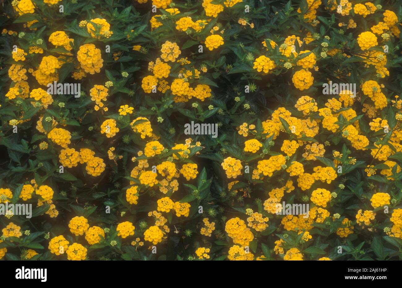 YELLOW FLOWERS OF LANTANA CAMARA (COMMON LANTANA Stock Photo - Alamy