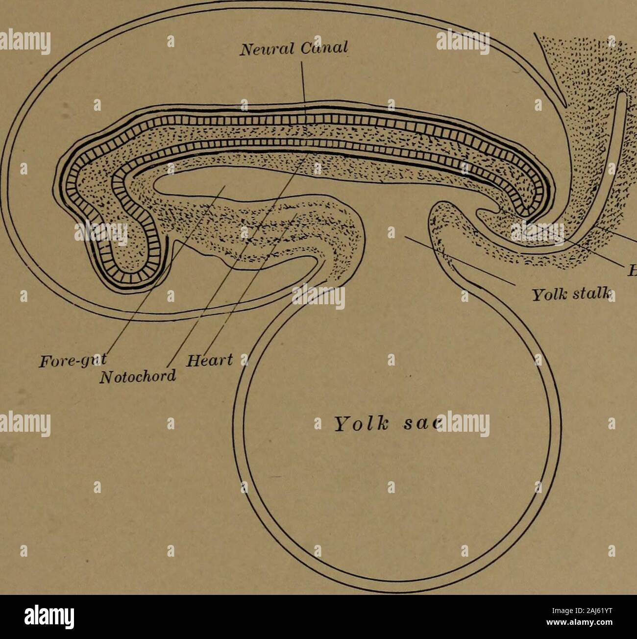 The Embryo Of The Foregut