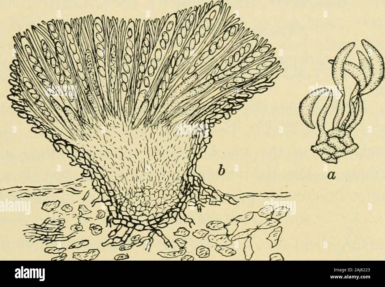 Fungous diseases of plants . e develops as a small fungous body of ...
