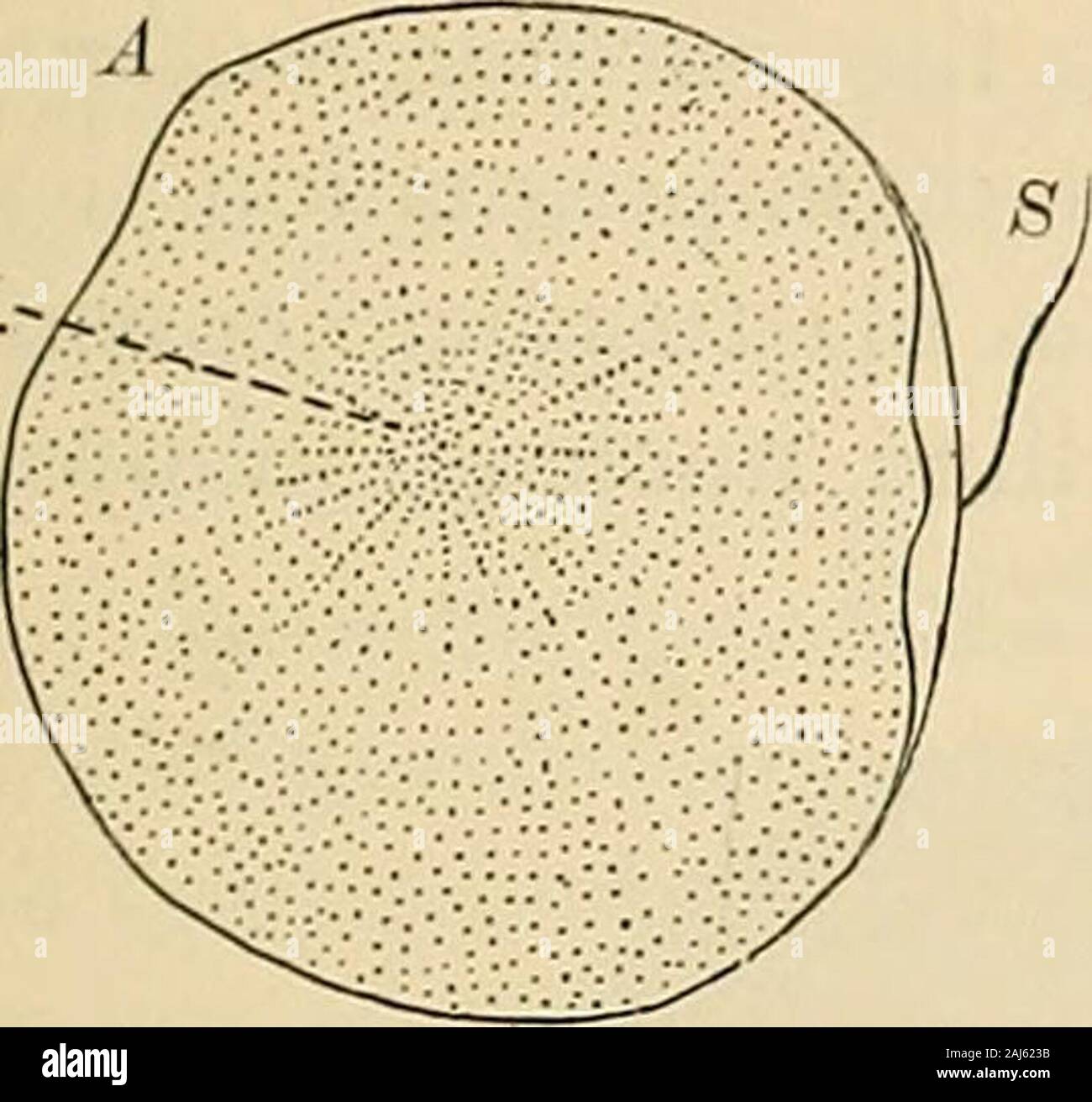 A manual of obstetrics . Fig. 21.—Ovum of the Nephelis vulgaris,showing ...