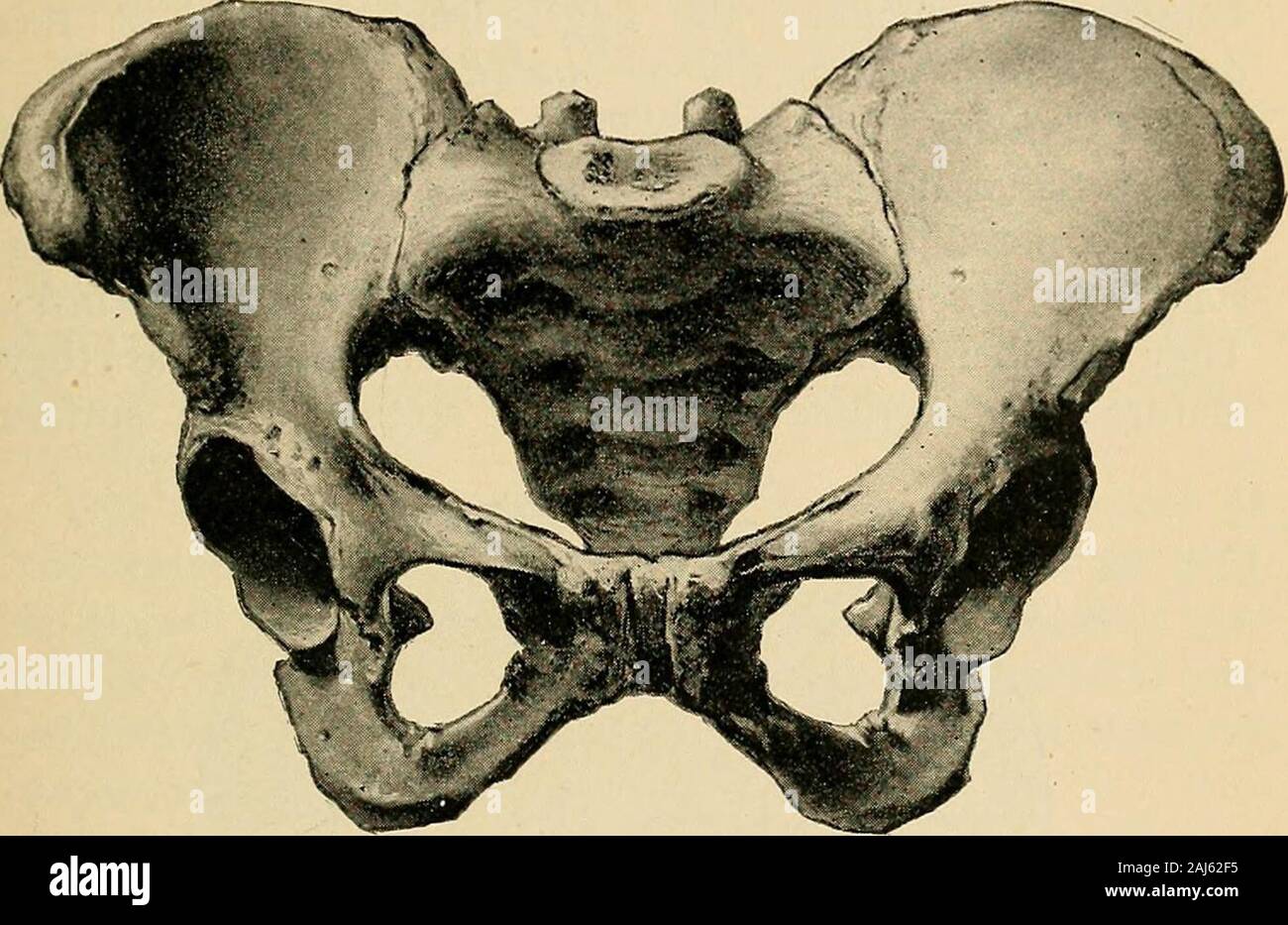 Pelvic circumference hi-res stock photography and images - Alamy