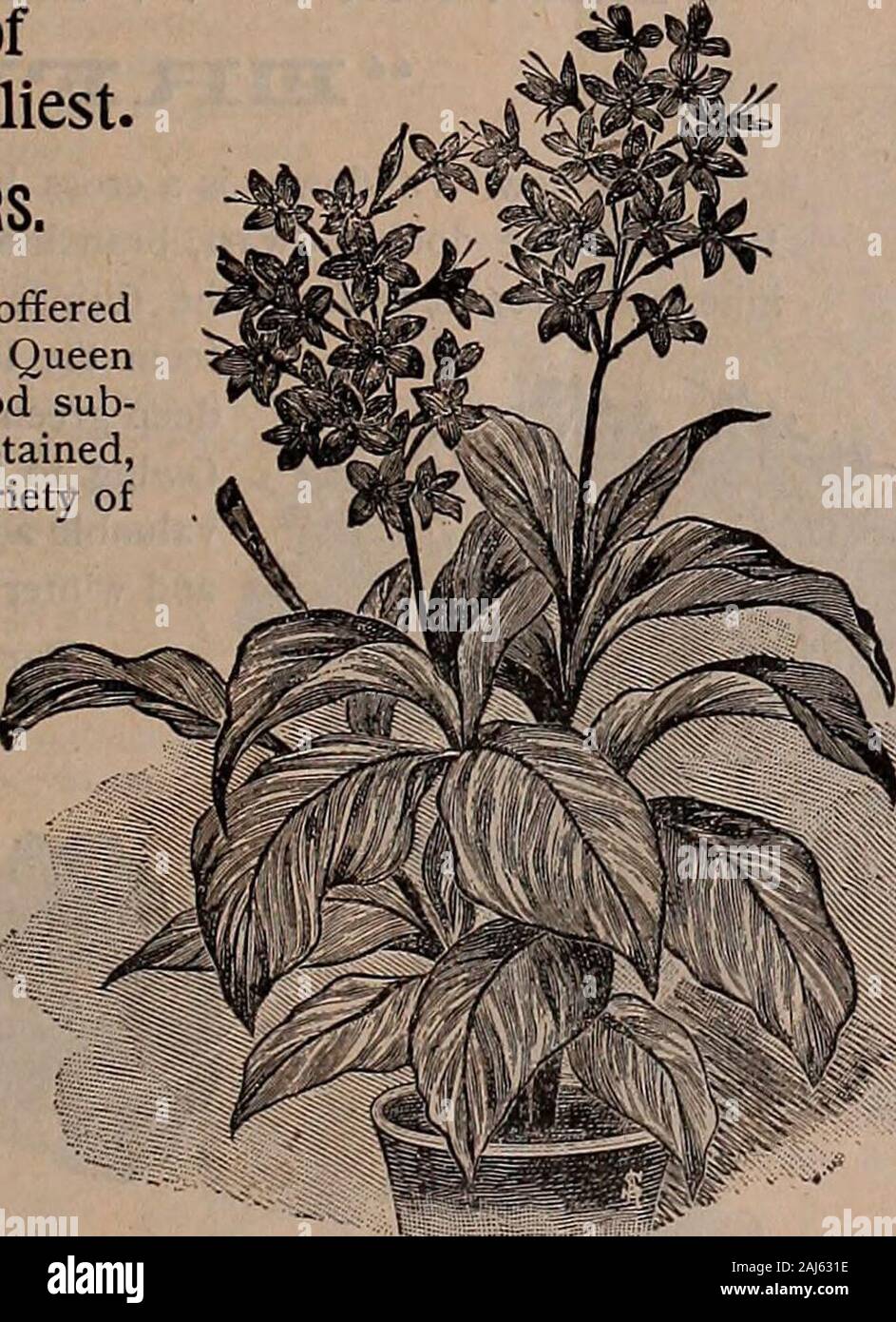 W rawson hi-res stock photography and images - Alamy