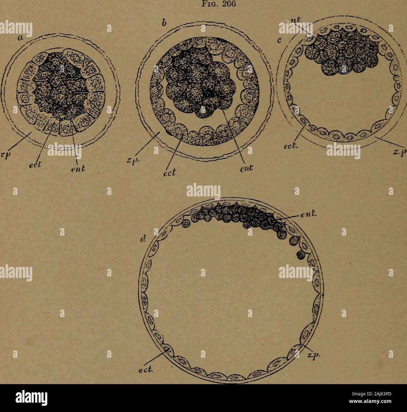 Rabbits ovum hi-res stock photography and images - Alamy