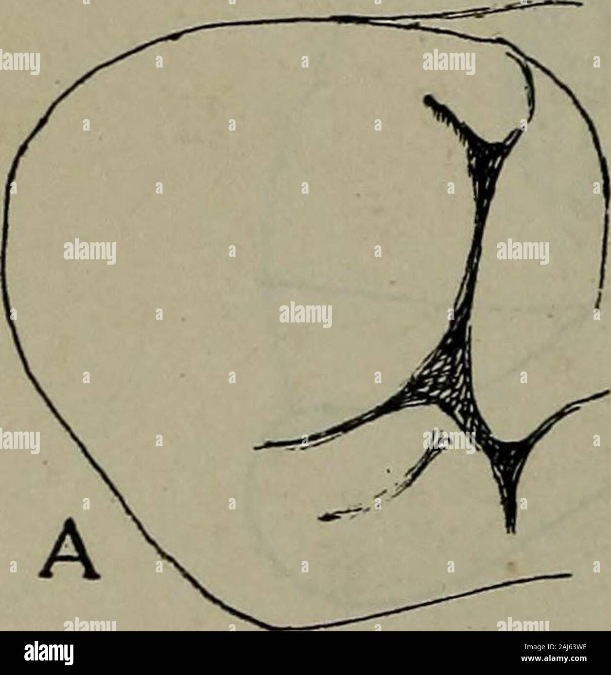 Transactions and proceedings of the Royal Society of South Australia ...