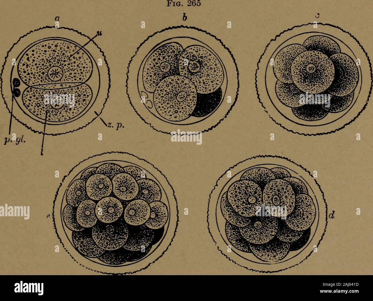 A text-book of dental histology and embryology, including laboratory ...
