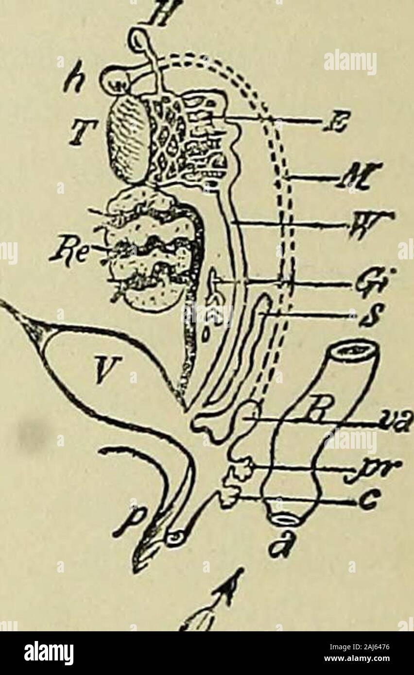 1 eileiter hi-res stock photography and images - Alamy