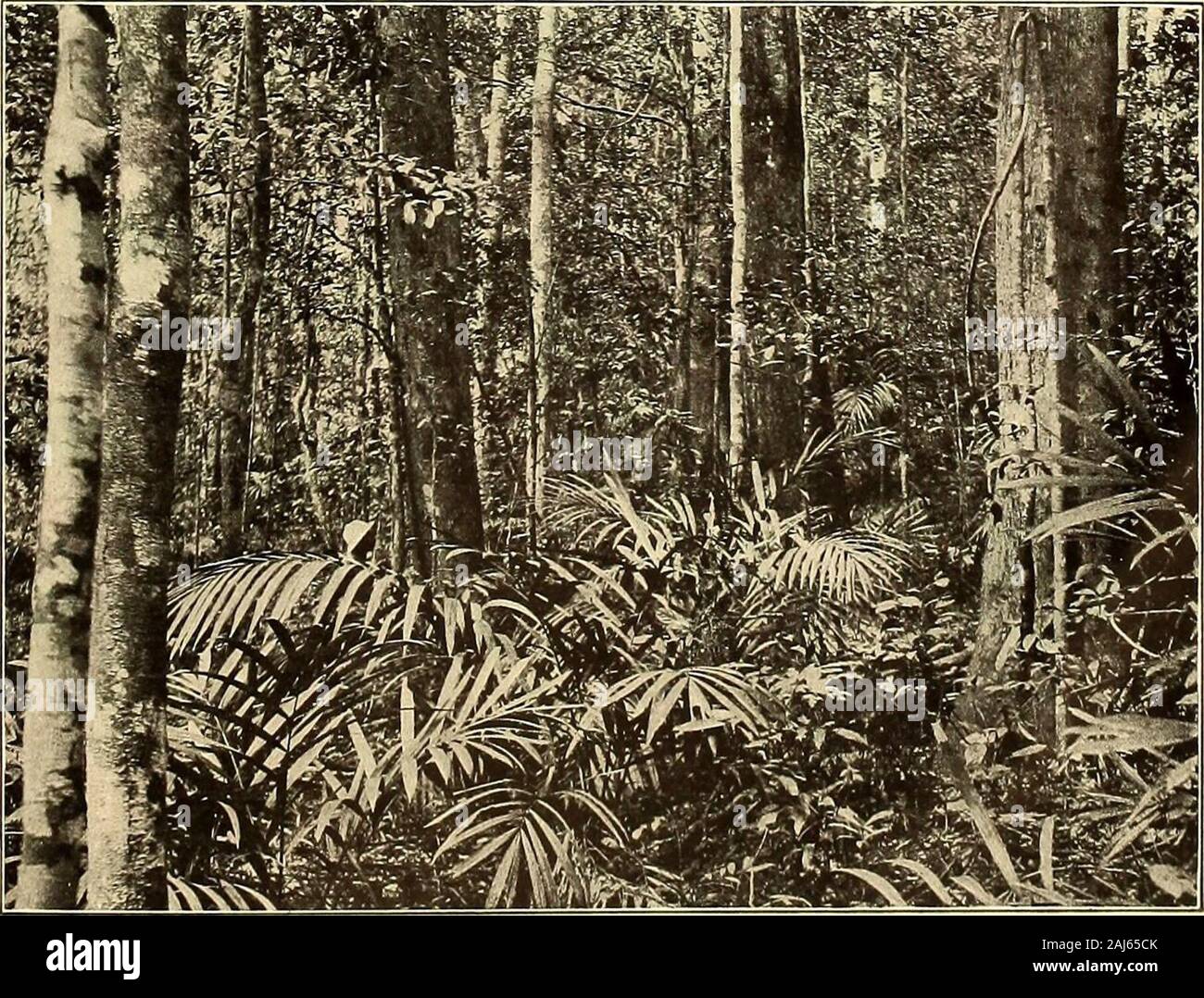 The Philippine journal of science . Fig. 1. Interior of the virgin ...