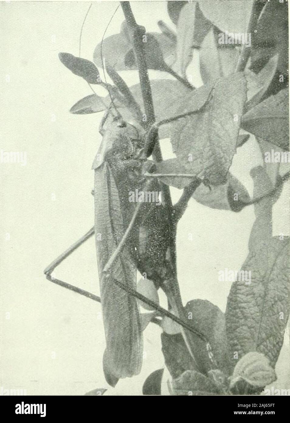 Insect artizans and their work . Plate 34 The Cicadas Music-box. Page ...