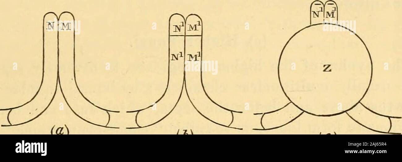 Polar body cell hi-res stock photography and images - Alamy