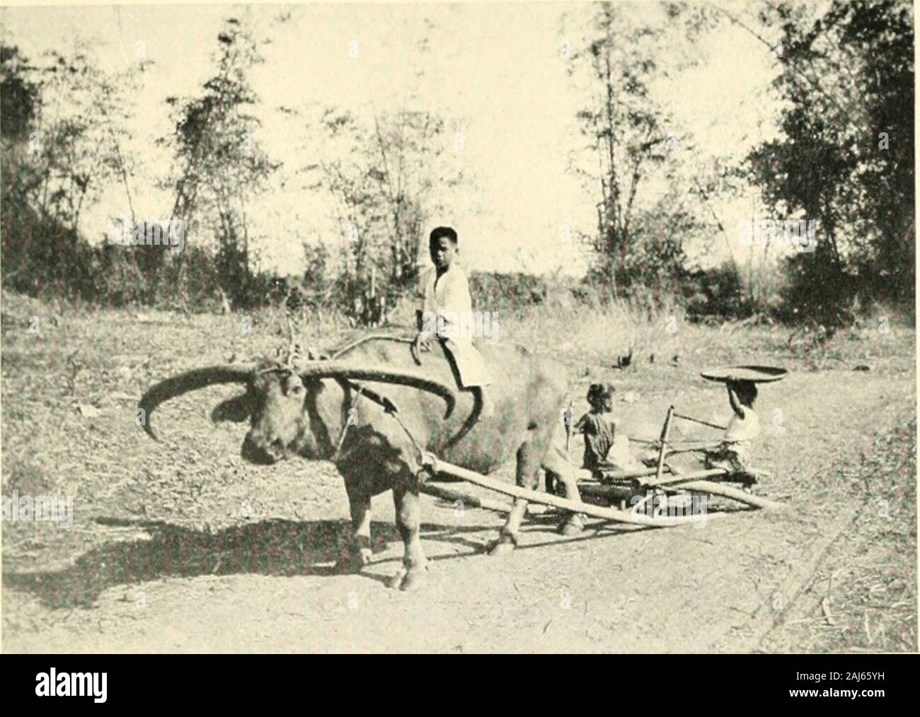 Life without mosquitoes hi-res stock photography and images - Alamy