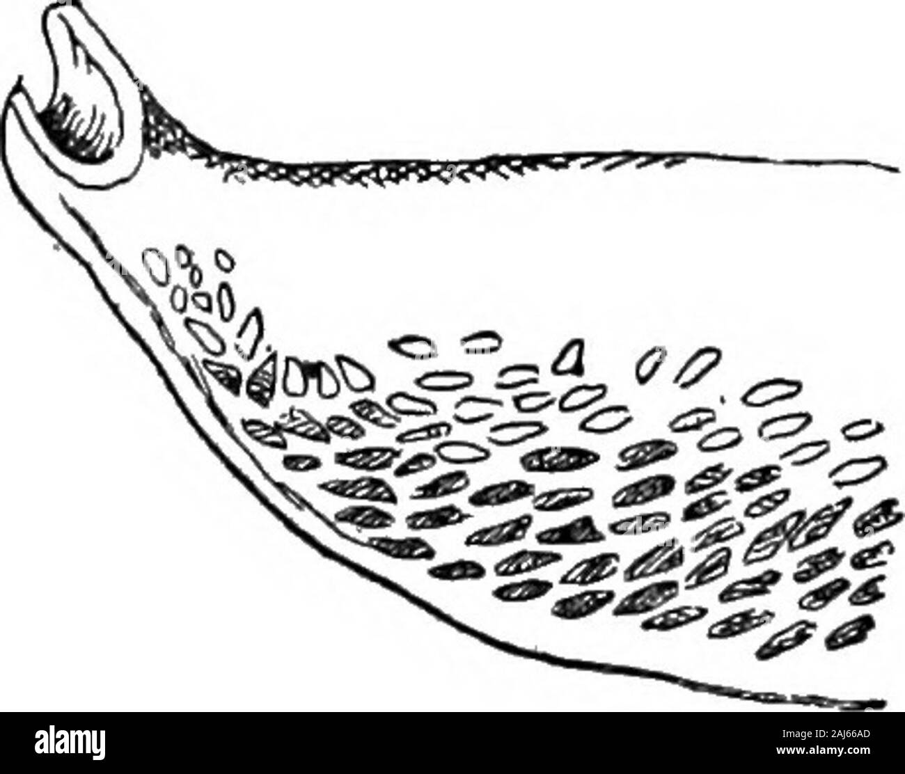 Powerful jaw muscles Cut Out Stock Images & Pictures - Alamy