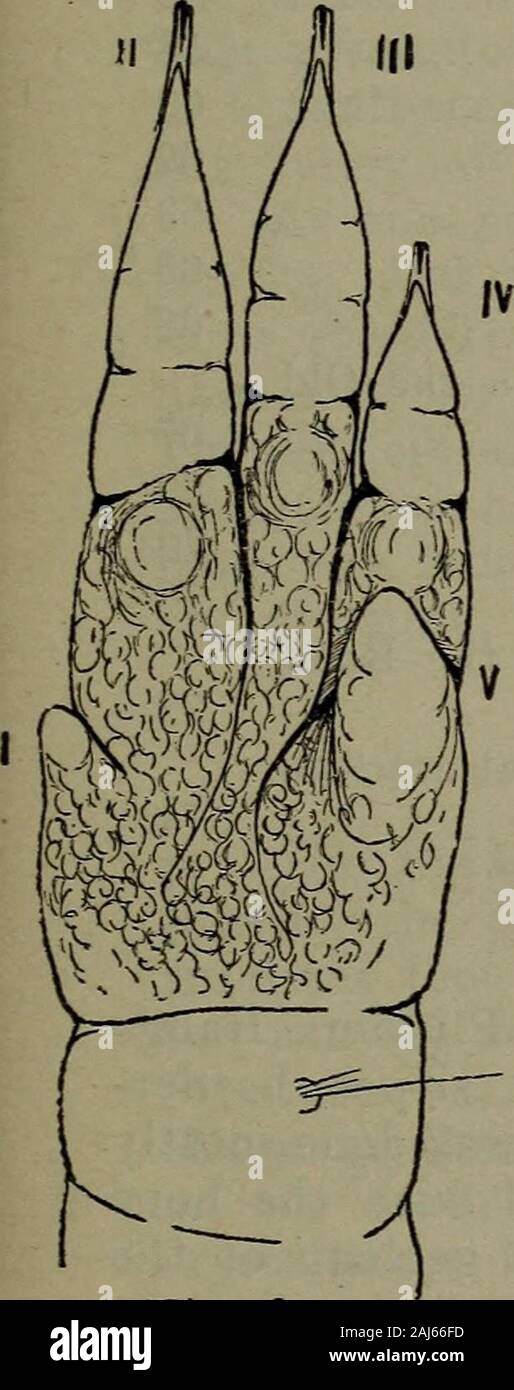 Transactions and proceedings of the Royal Society of South Australia ...