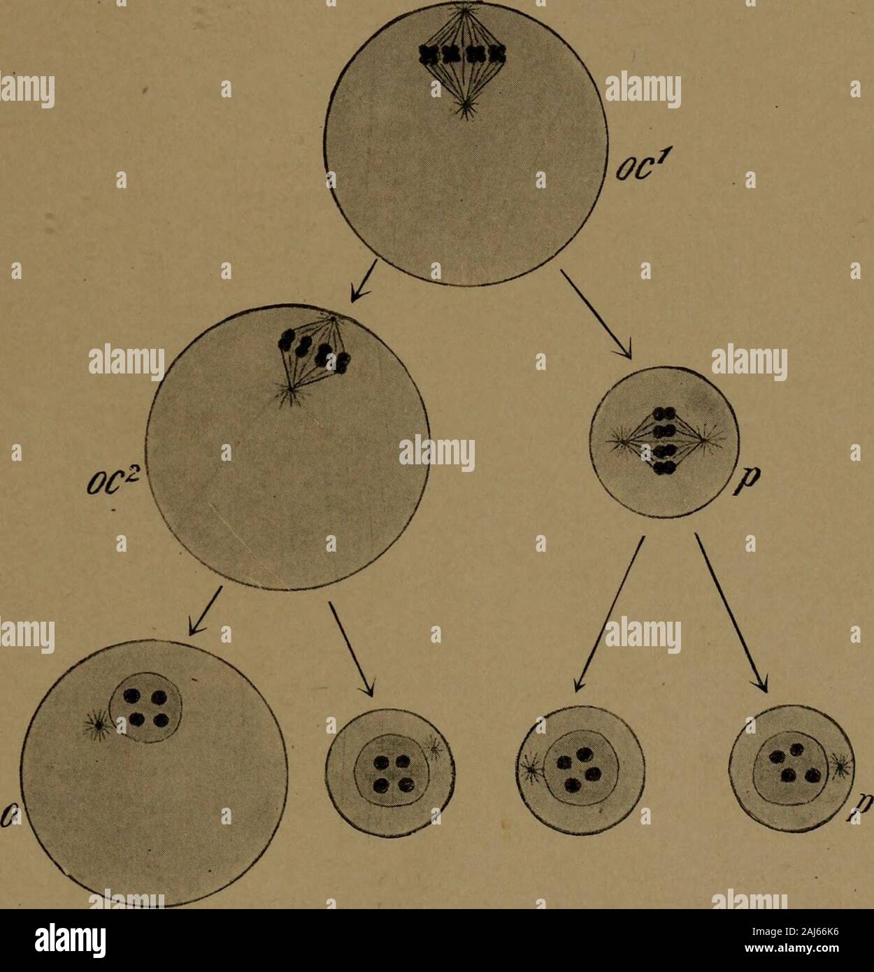 Oogonia cells hi-res stock photography and images - Alamy