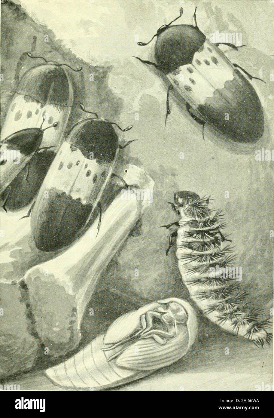 Insect artizans and their work . such damage on skins in the warehouses ...