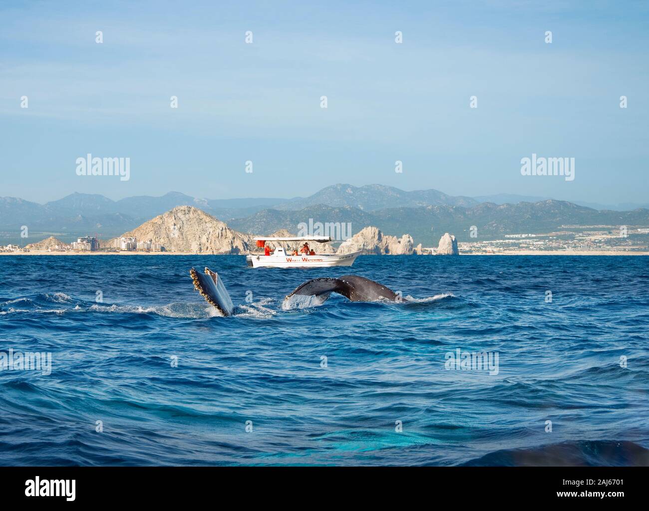 Humpback whale boat hi-res stock photography and images - Alamy