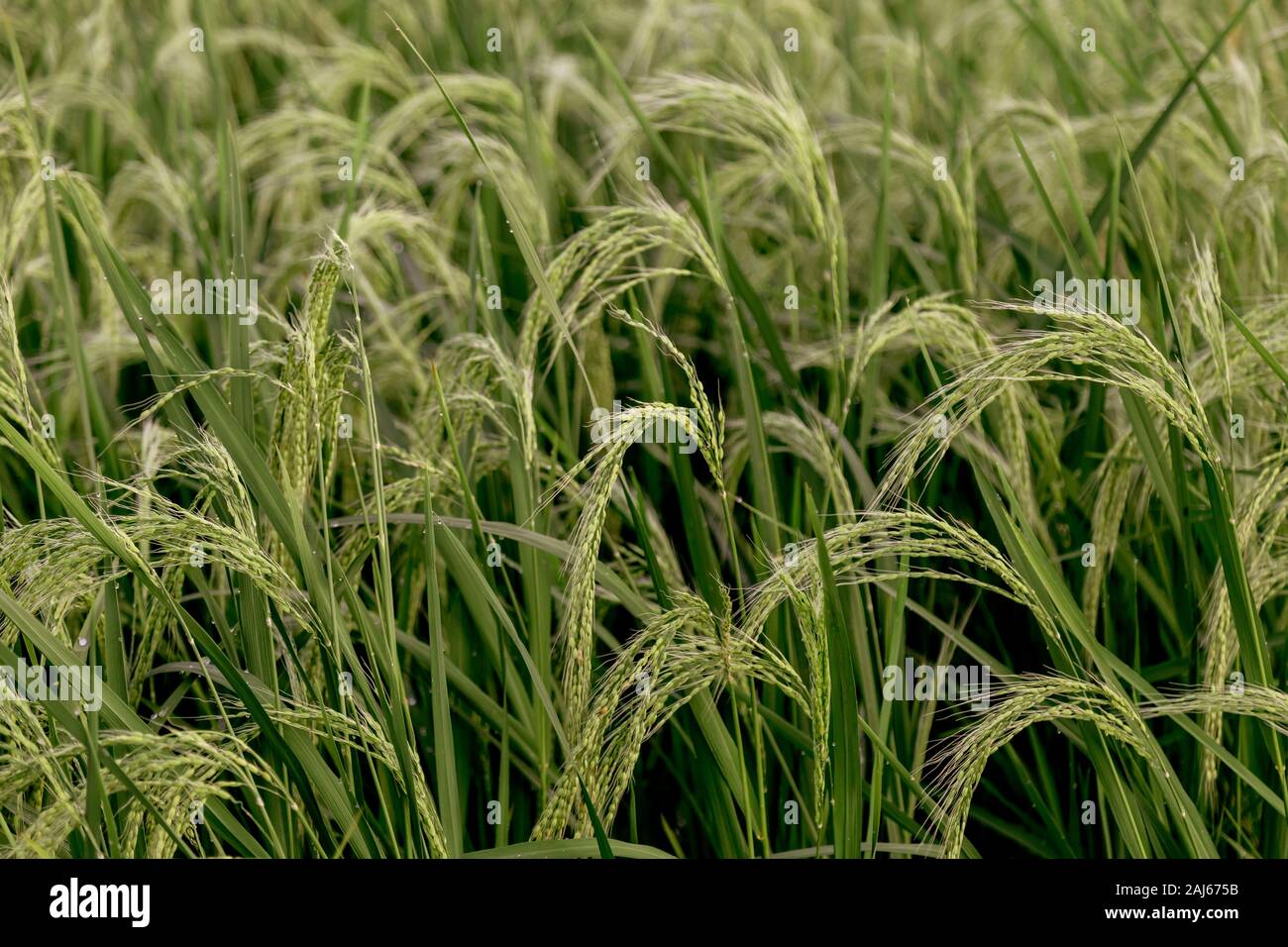 Close up of rice terraces hi-res stock photography and images - Alamy