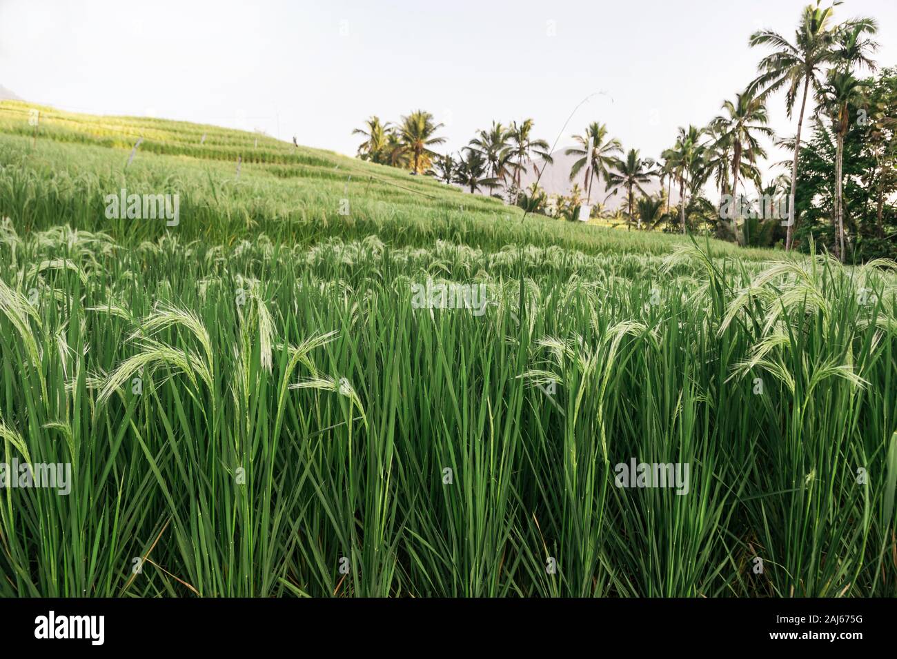 Close up of rice terraces hi-res stock photography and images - Alamy