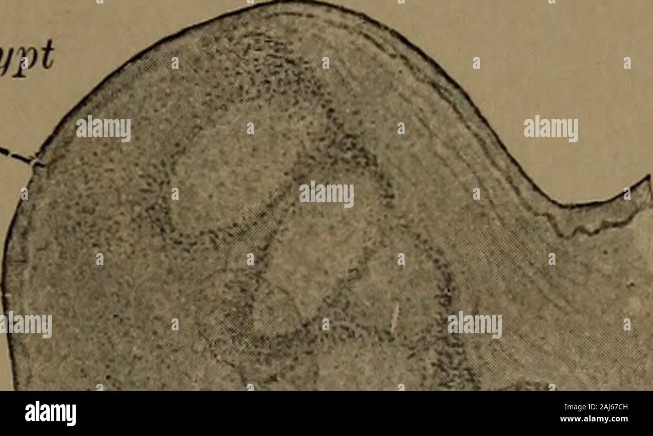 A text-book of dental histology and embryology, including laboratory ...