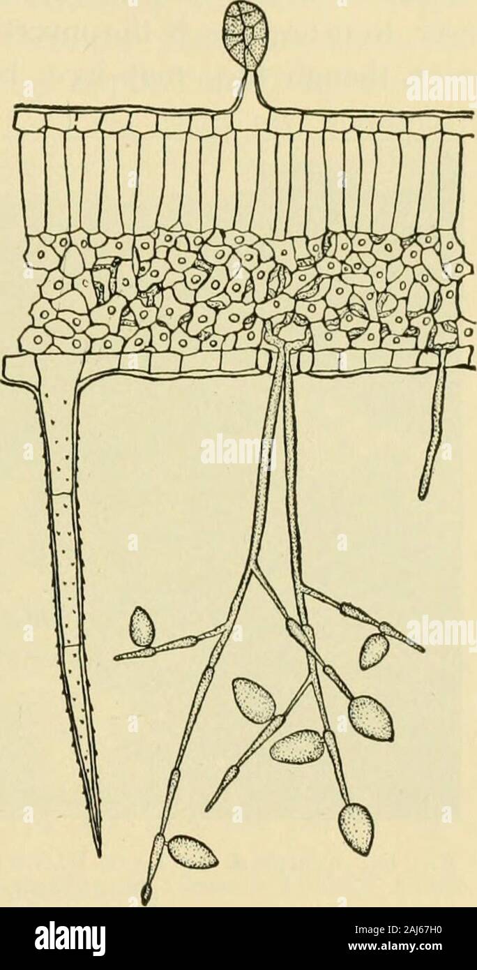 Conidium hi-res stock photography and images - Alamy