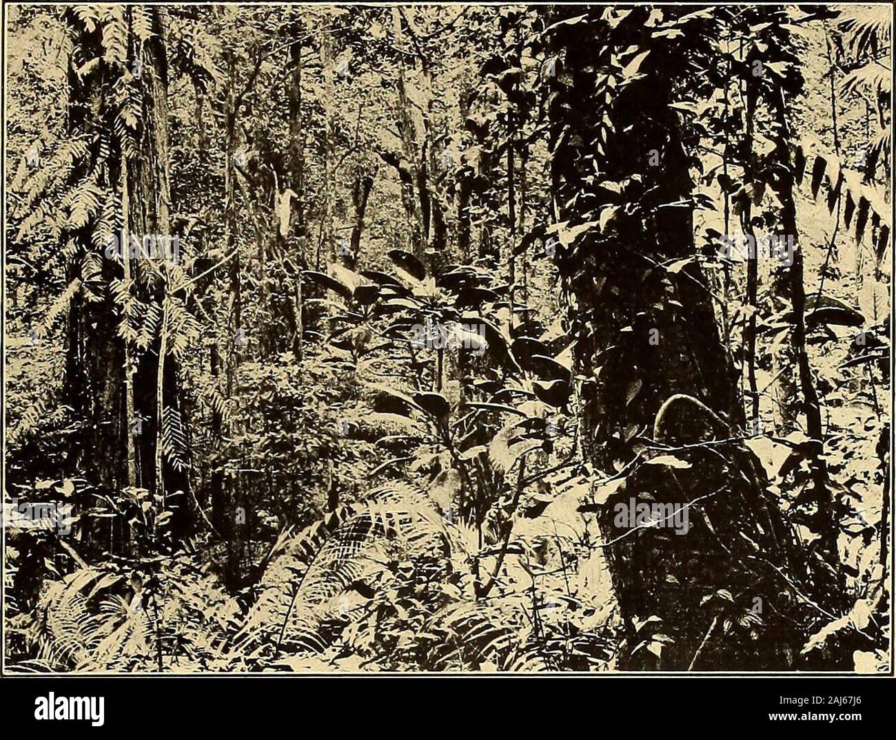 Maquiling hi-res stock photography and images - Alamy