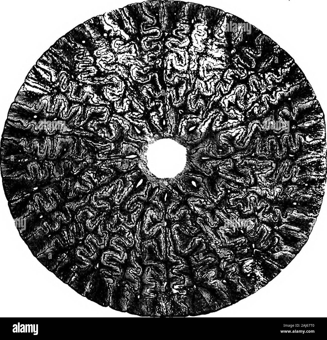 Labyrinthodont Teeth