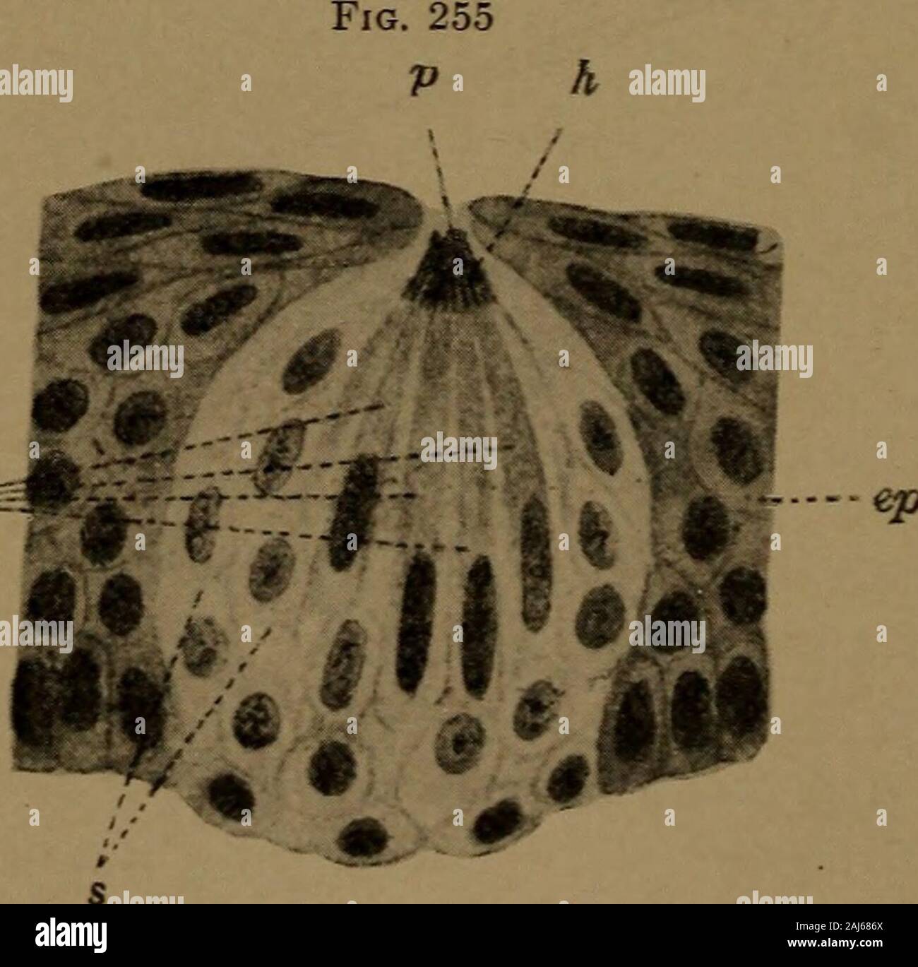 Fungiform Papillae Histology