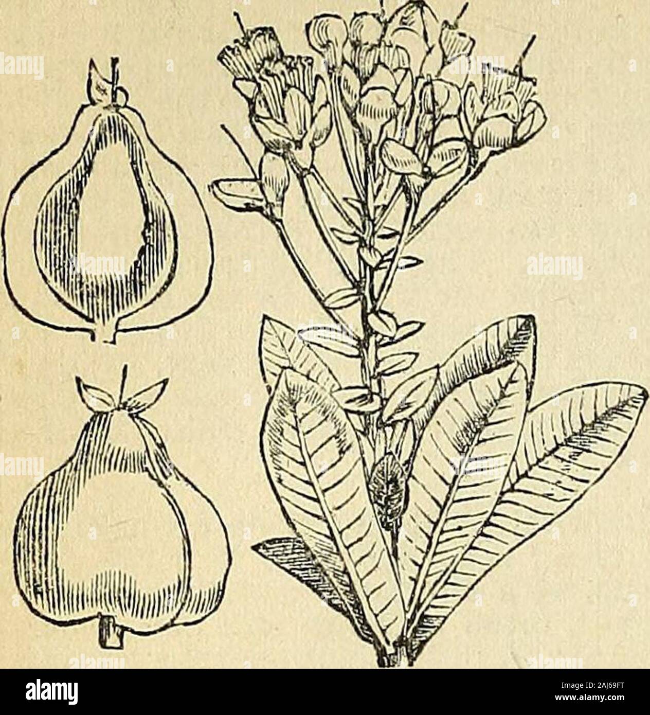 Vomiting sea hi-res stock photography and images - Alamy