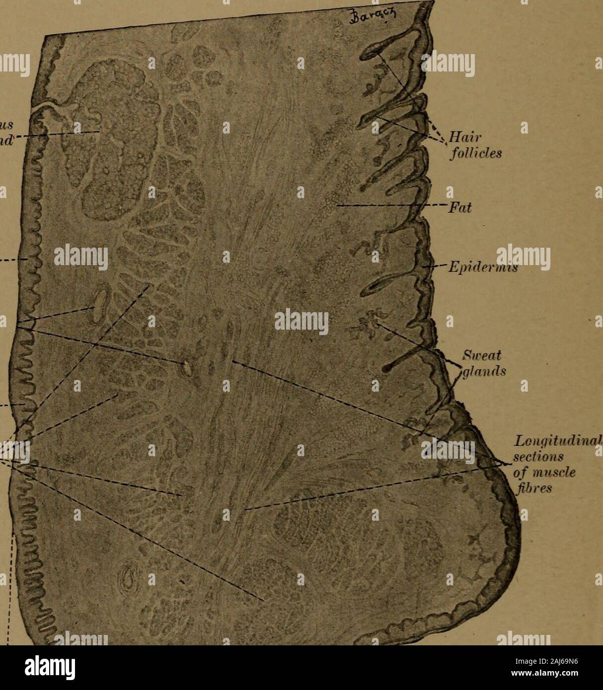 A text-book of dental histology and embryology, including laboratory ...