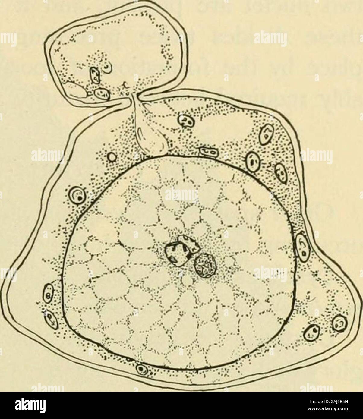 Fungous diseases of plants . Fig. 50. CoNiDiAL Stage, Fertilization ...