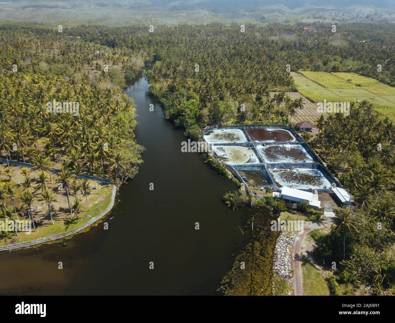 Shrimp tree hi-res stock photography and images - Alamy