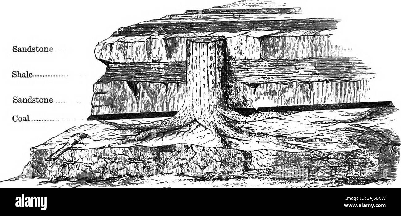 Coal; its history and uses . oal. The proof was now complete. All coal ...