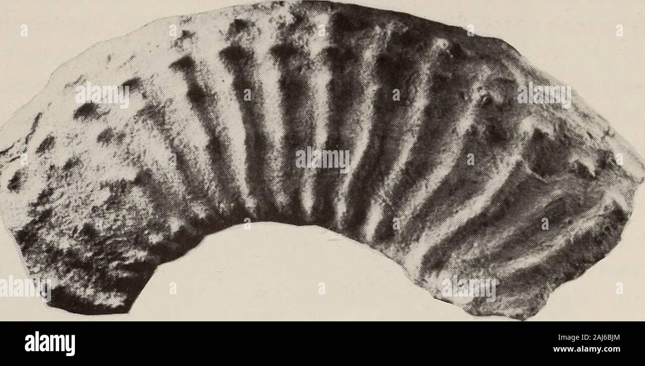 Annals of the South African Museum = Annale van die Suid-Afrikaanse ...