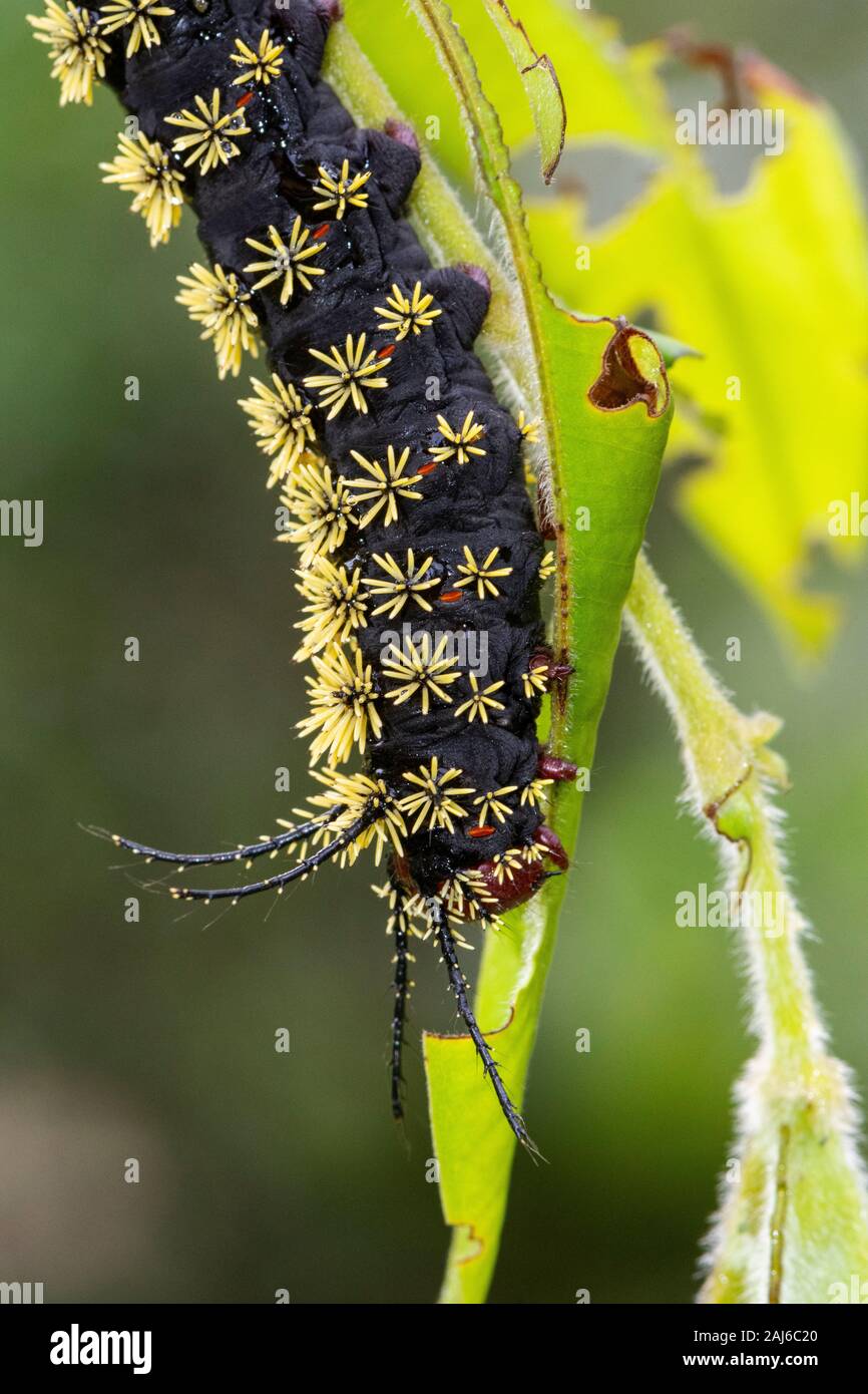 Yellow spiky caterpillar hi-res stock photography and images - Alamy