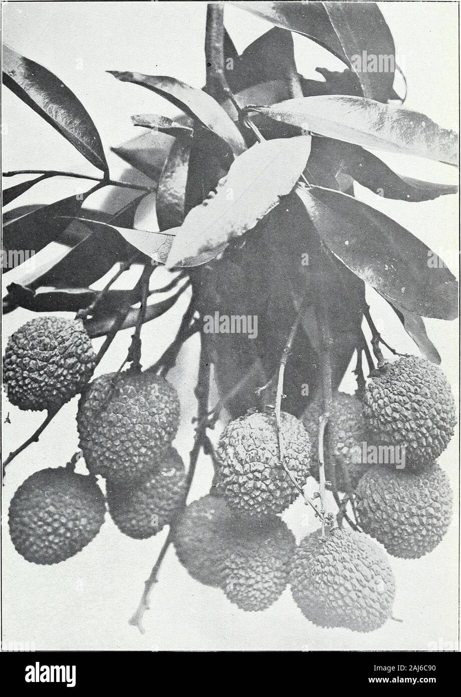 Inarching hi-res stock photography and images - Alamy