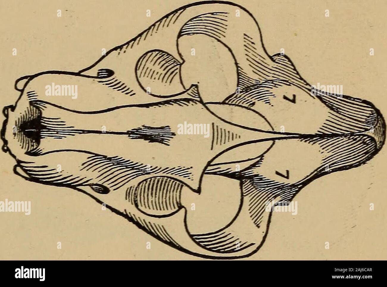 The practical phrenologist and recorder and delineator of the character ...