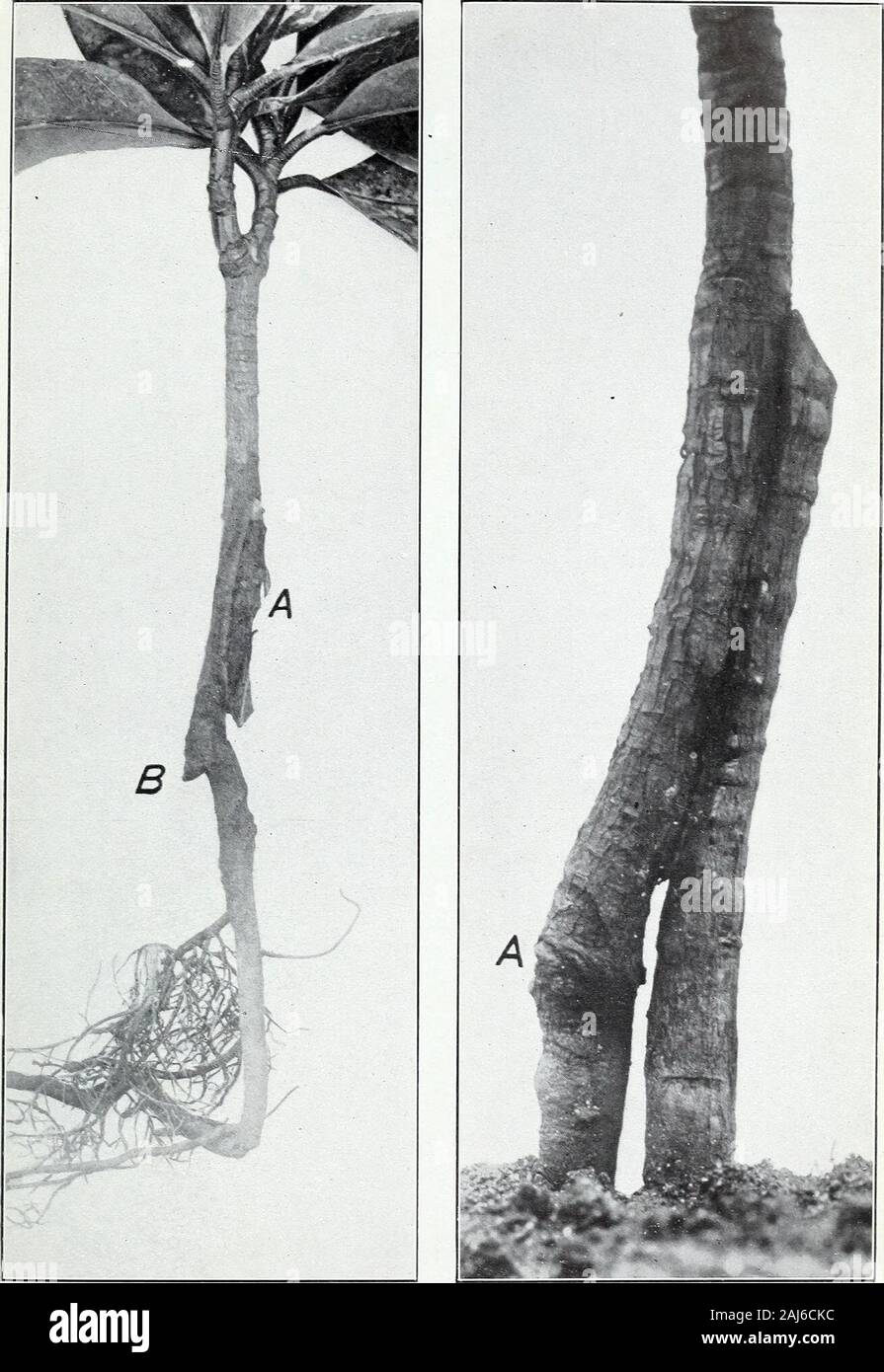 Inarching hi-res stock photography and images - Alamy