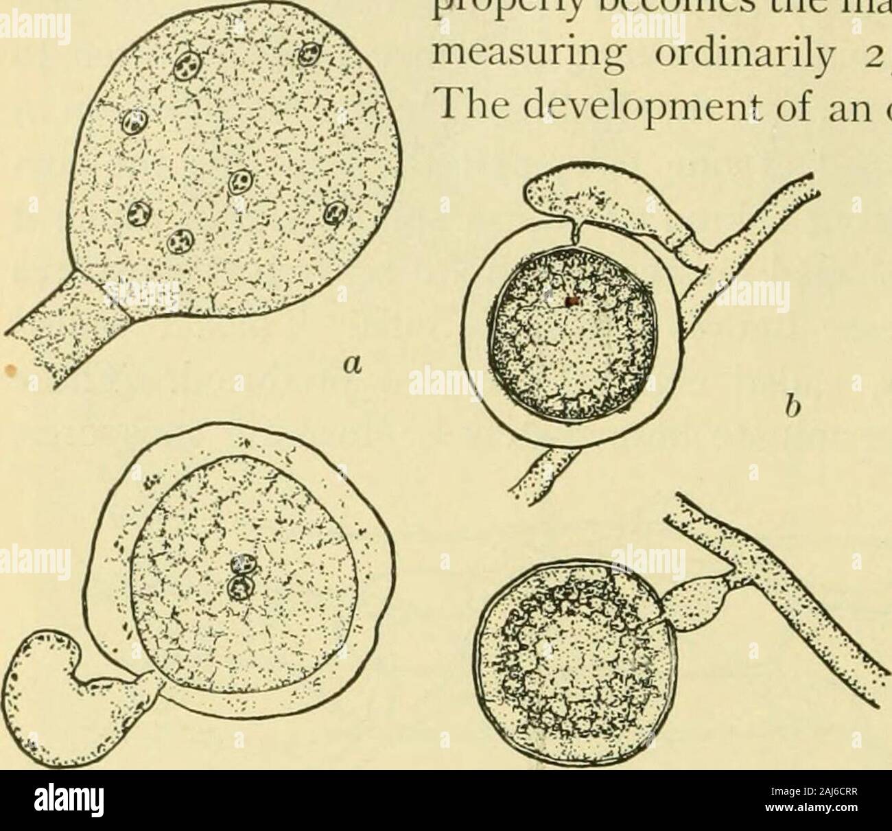 Fungous diseases of plants . the oosphere, and throughthis tube a ...