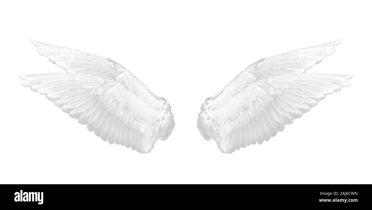 white wing isolated on white background Stock Photo - Alamy