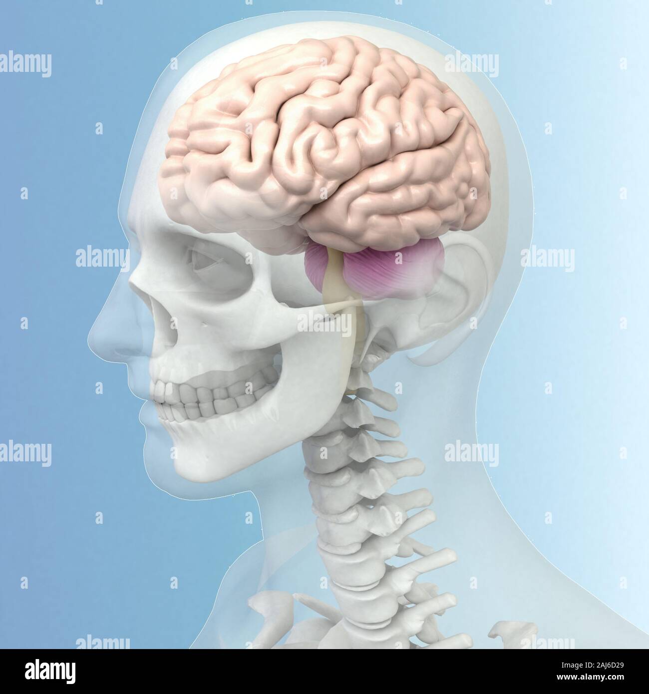 3d render transparent human head Stock Photo - Alamy
