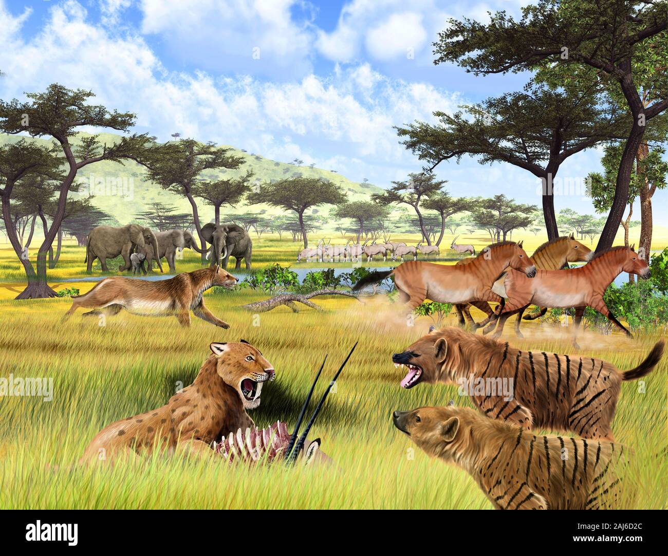 Sabertooth hi-res stock photography and images - Alamy