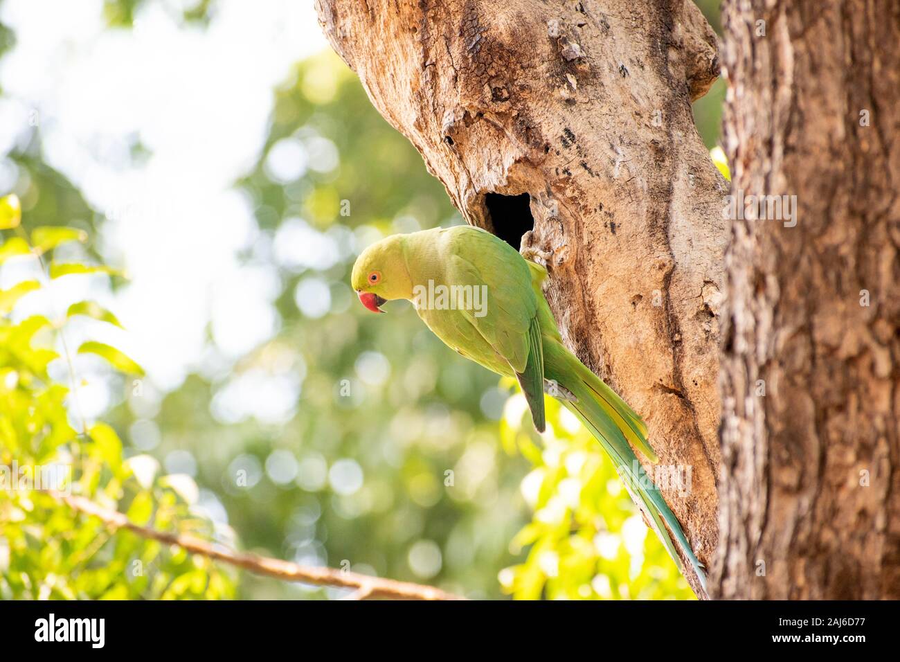 Parrot looking from a tree hole - hollow Stock Photo - Alamy