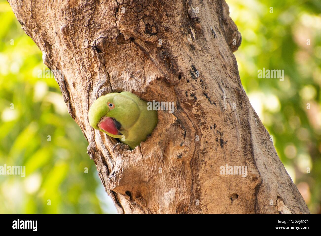 Parrot looking from a tree hole - hollow Stock Photo - Alamy