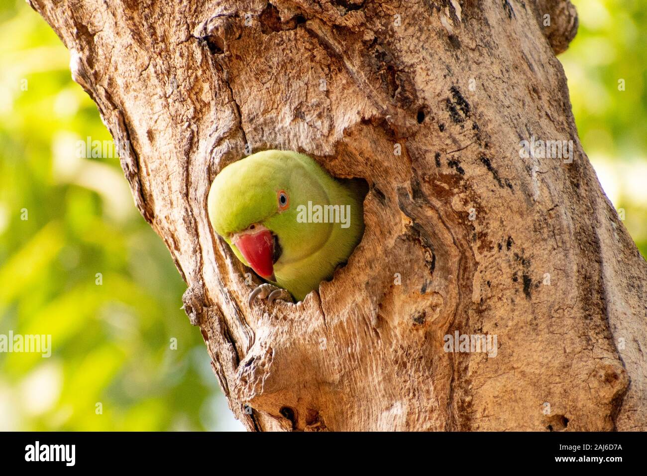 Parrot looking from a tree hole - hollow Stock Photo - Alamy