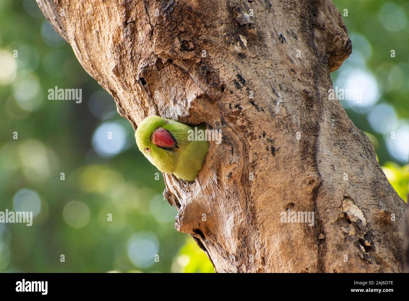 Parrot looking from a tree hole - hollow Stock Photo - Alamy