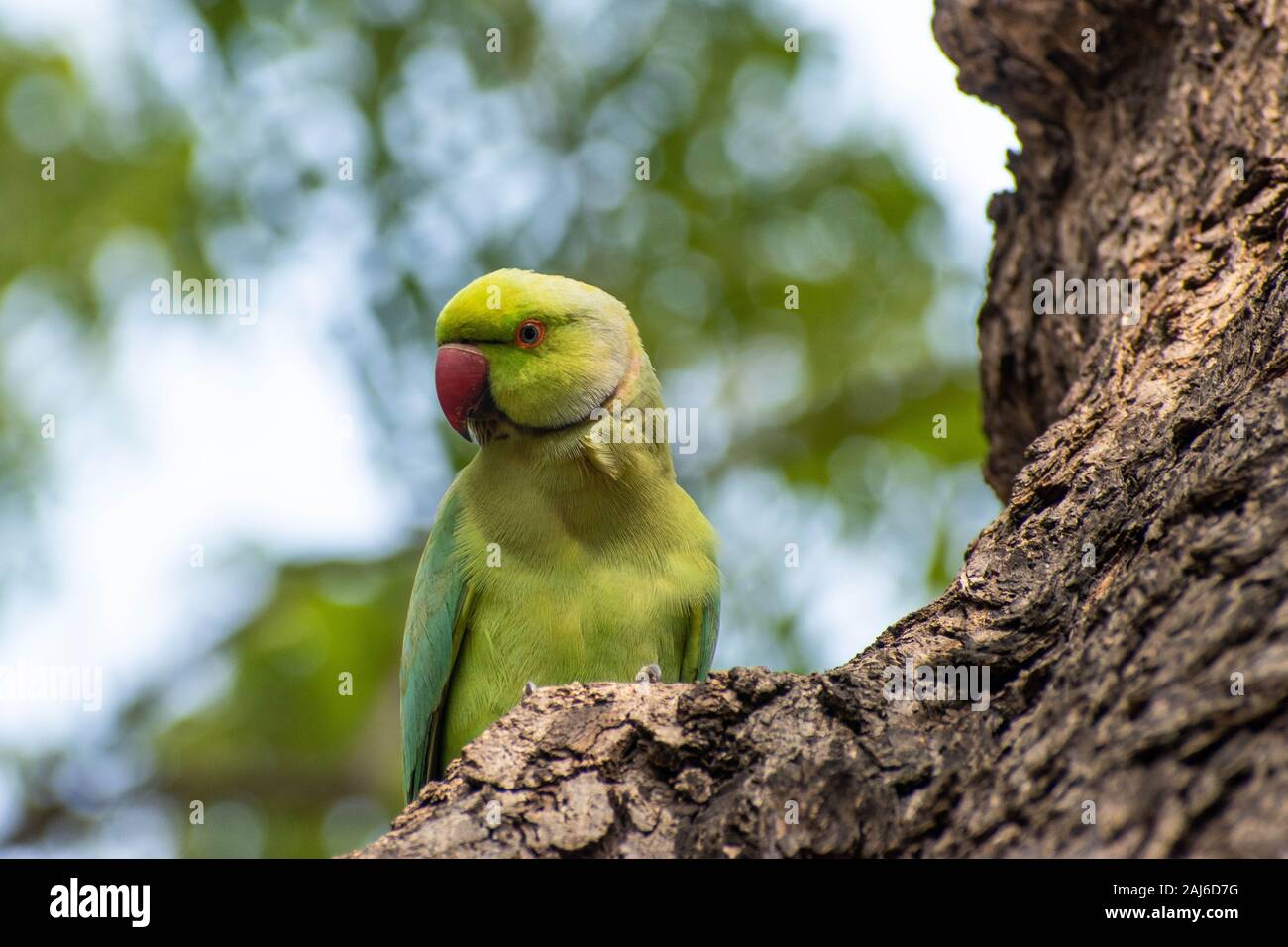 Parrot looking from a tree hole - hollow Stock Photo - Alamy