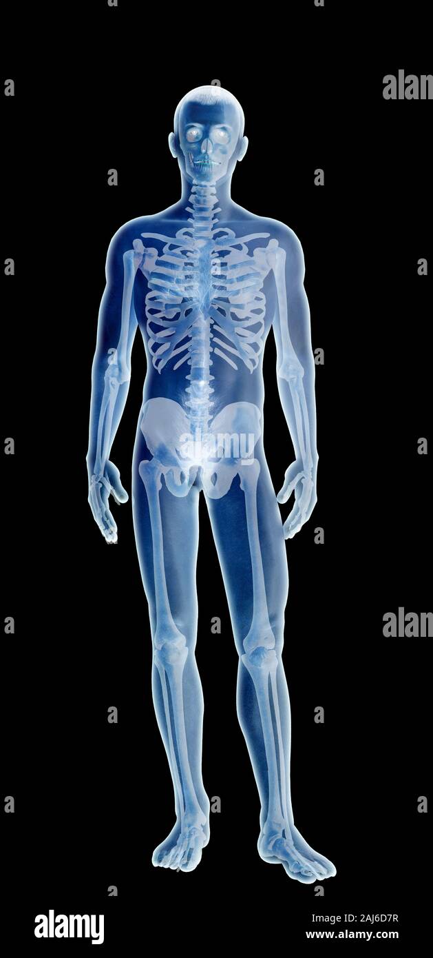 3d illustration render of human body xray Stock Photo - Alamy