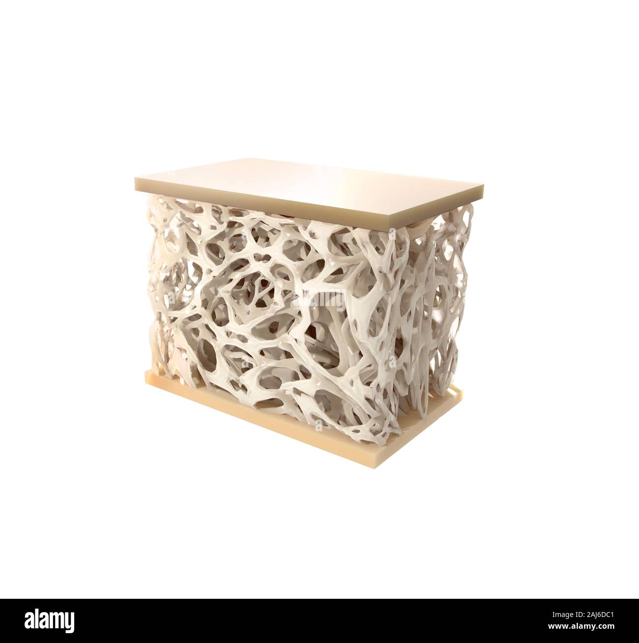 Digital illustration bone structure Stock Photo - Alamy